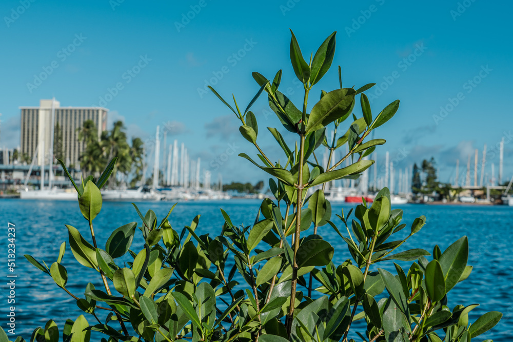 Rhizophora mangle, the red mangrove,[1] is distributed in estuarine ...