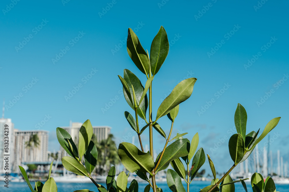 Rhizophora mangle, the red mangrove,[1] is distributed in estuarine ...