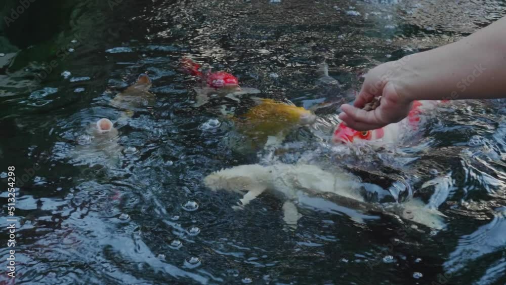 Vídeo do Stock: Feed the japan koi or fancy crap with your bare hands ...