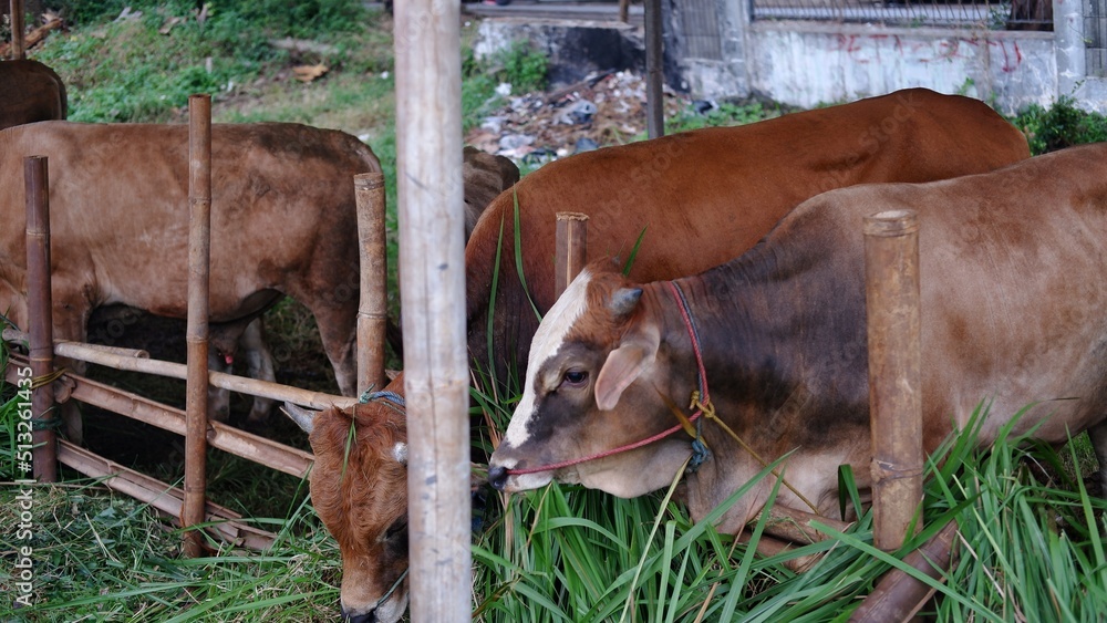 Cattle or cows are eating grass at the animal market during the ...