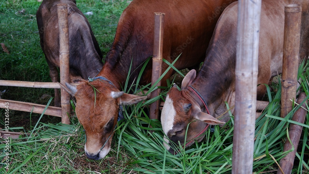 Cattle or cows are eating grass at the animal market during the ...