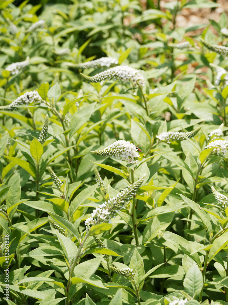 Lysimachia clethroides | Lysimaque ou lysimache de Chine | Salicaire du ...