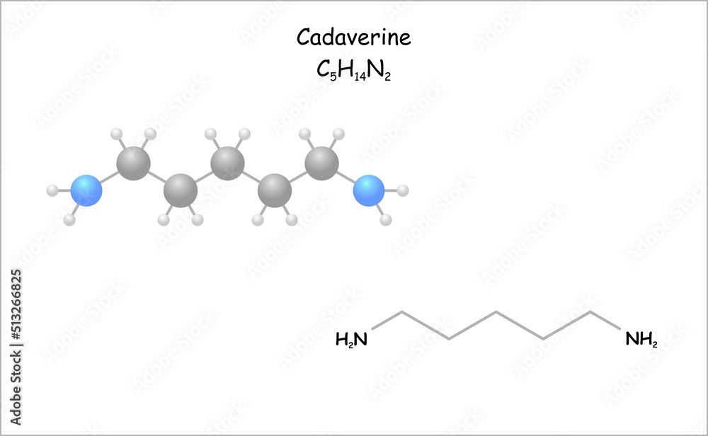 Stylized molecule model/structural formula of cadaverine. Stock Vector ...