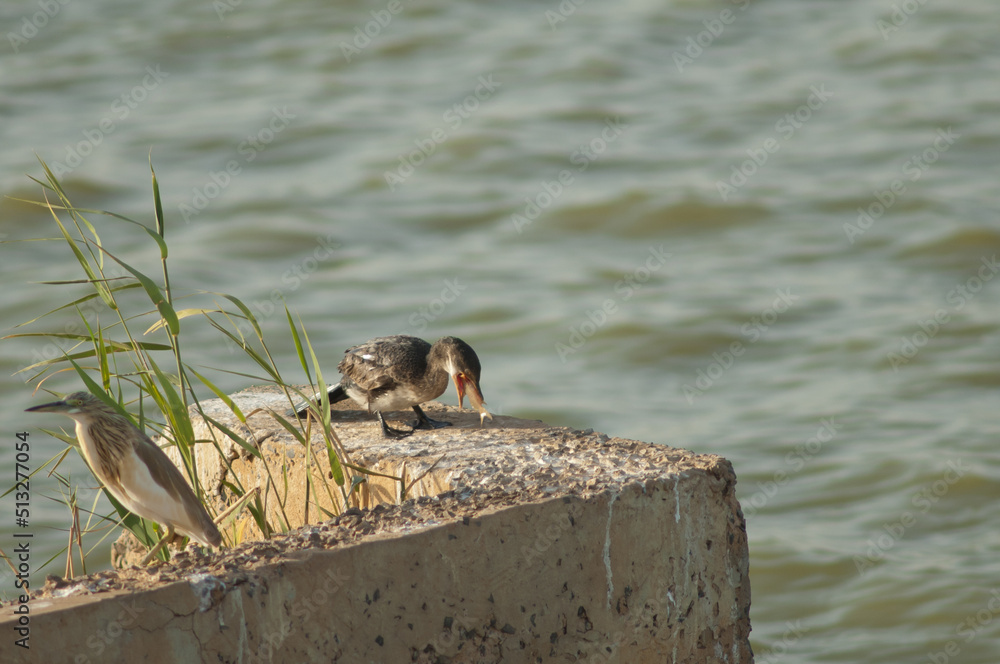 Reed cormorant Microcarbo africanus with a catfish and squacco heron ...