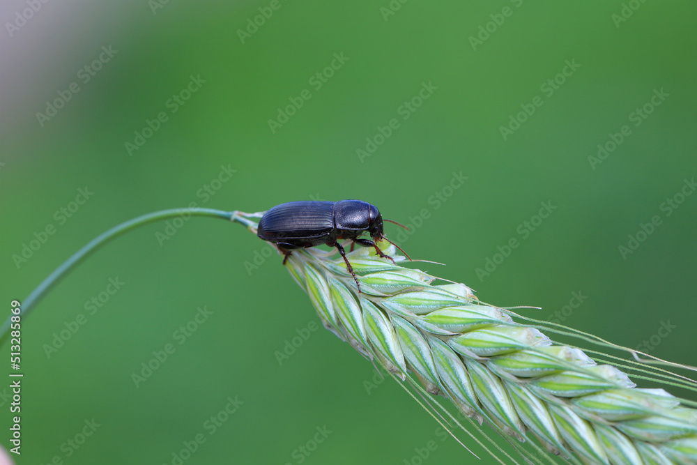 Beetle of corn ground beetle - Zabrus tenebrioides eating a unripe ...