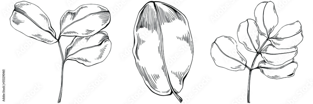 Carob sketch drawing illustration. Carob tree nature engraved style ...