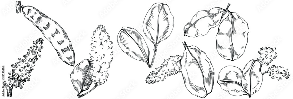 Carob sketch drawing illustration. Carob tree nature engraved style ...