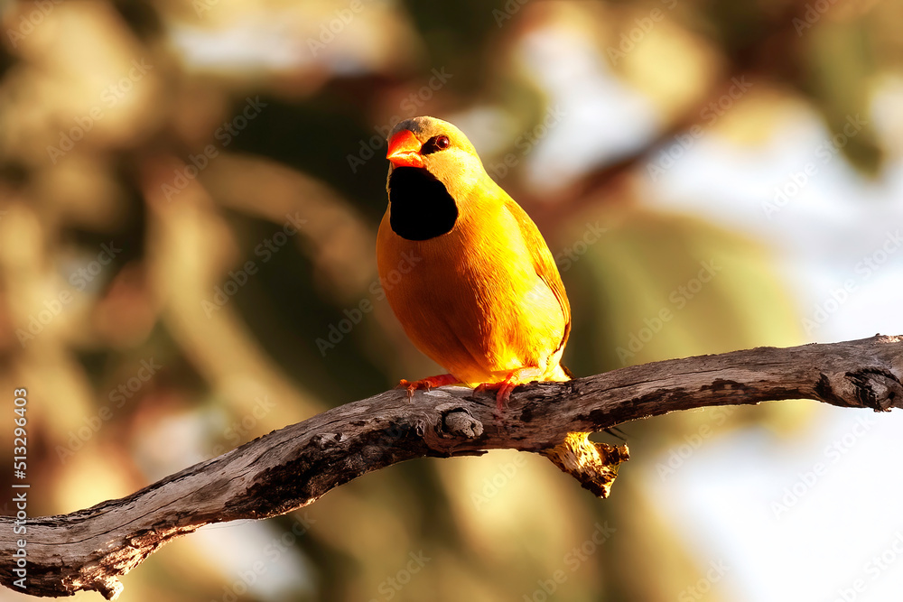 Long-tailed finches Stock Photo | Adobe Stock