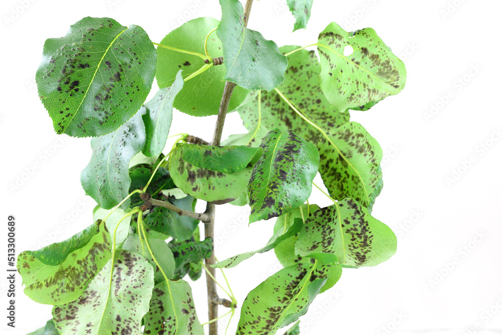 Black spot of pear, scab of pear a fungal disease of pear trees caused ...