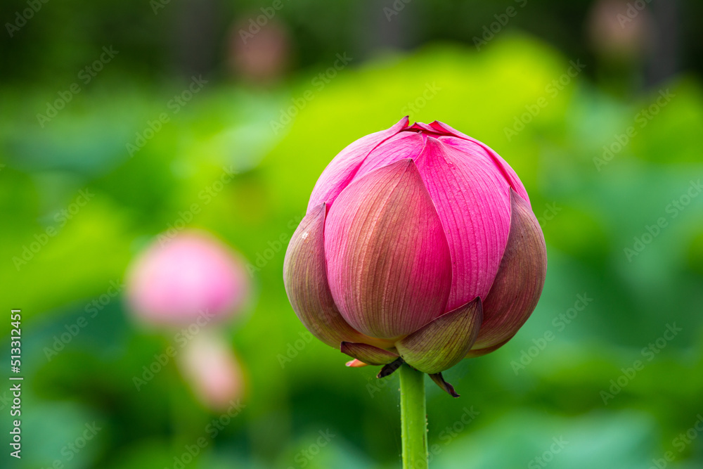 Beautiful ancient lotus flower buds blooming in the pond. Stock Photo ...