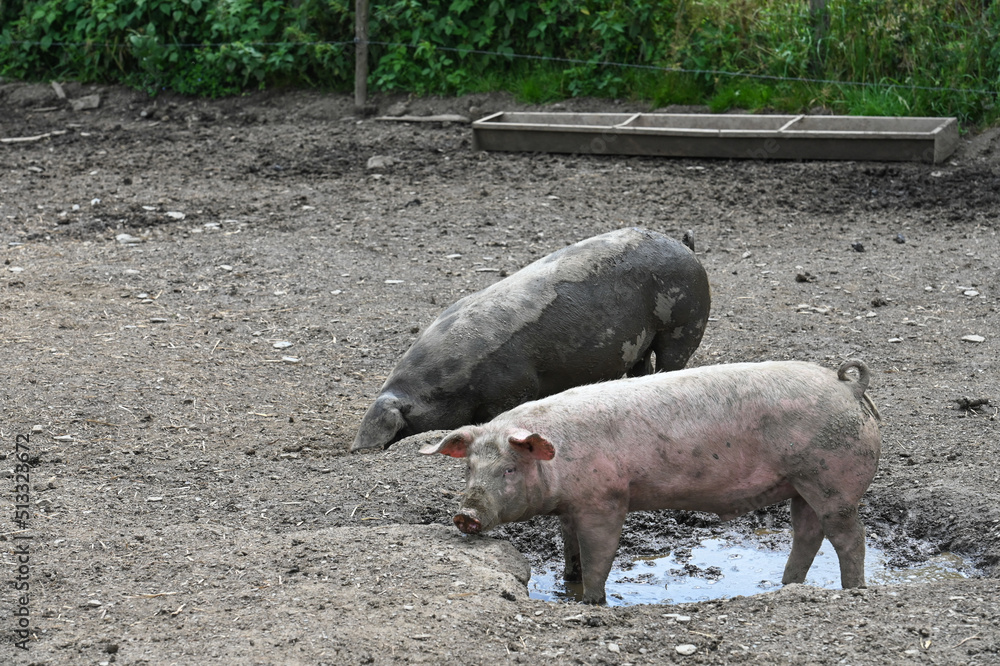 visite ferme fermier animaux plein air porc cochon secheresse Wallonie ...