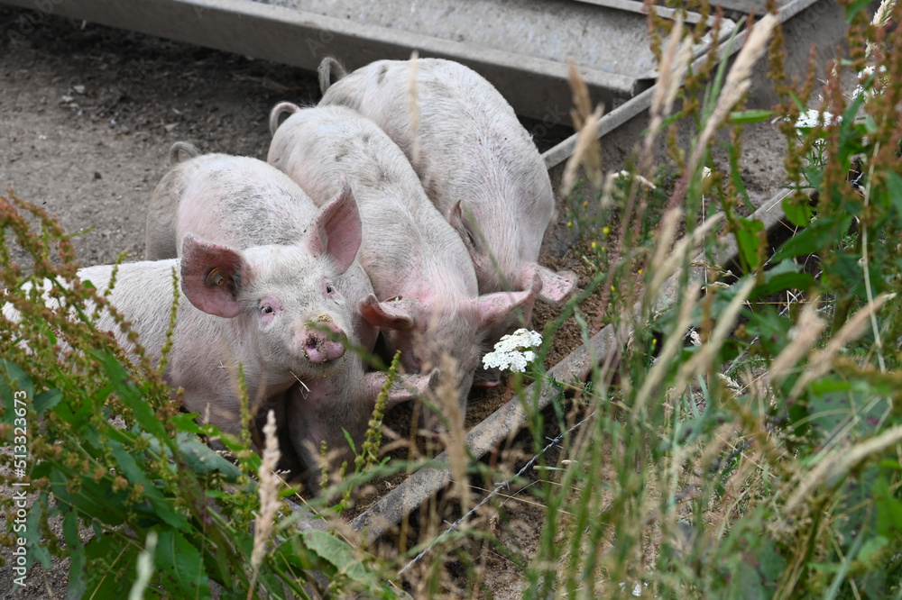 visite ferme fermier animaux plein air porc cochon secheresse Wallonie ...