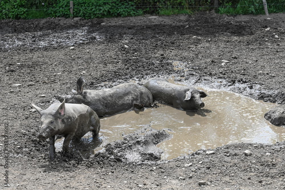 visite ferme fermier animaux plein air porc cochon secheresse Wallonie ...