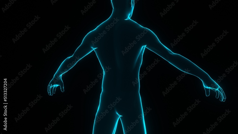Human body. Human model illustration. Bioengineering and medical ...