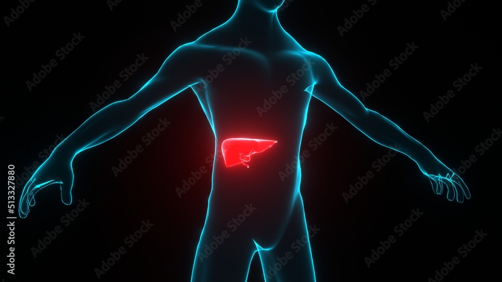 Human body with liver disease hologram. Transparent 3D model of human ...