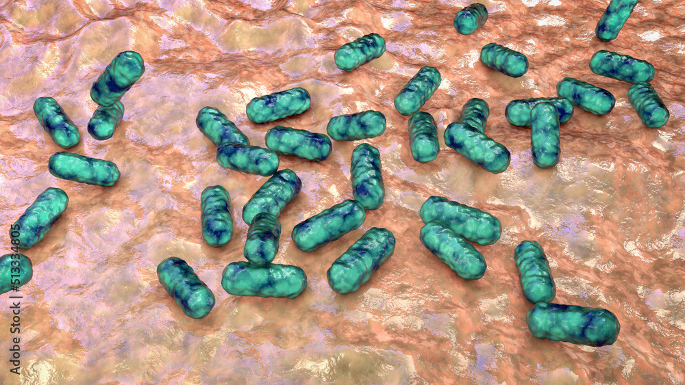 Enterobacter bacteria, gram-negative rod-shaped bacteria, part of ...