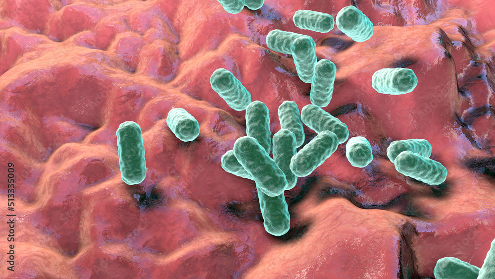 Enterobacter bacteria, gram-negative rod-shaped bacteria, part of ...