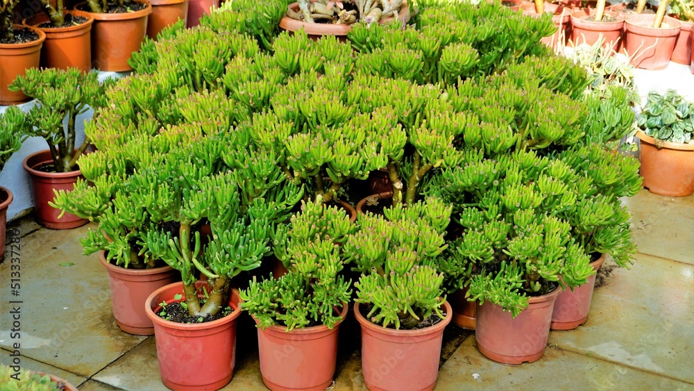 Beautiful Exotic Rare crassula ovata gollum Finger Jade Plant from a ...