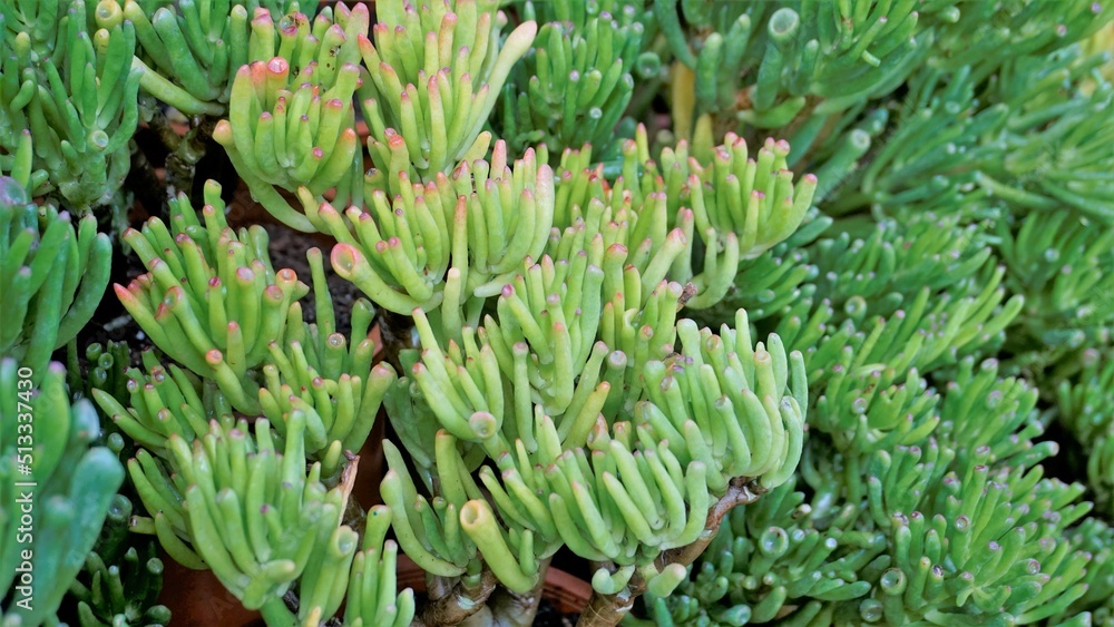 Foto de Beautiful Exotic Rare crassula ovata gollum Finger Jade Plant ...