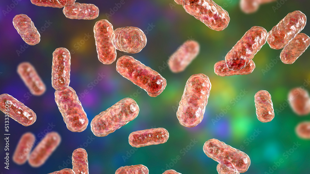 Enterobacter bacteria, gram-negative rod-shaped bacteria, part of ...