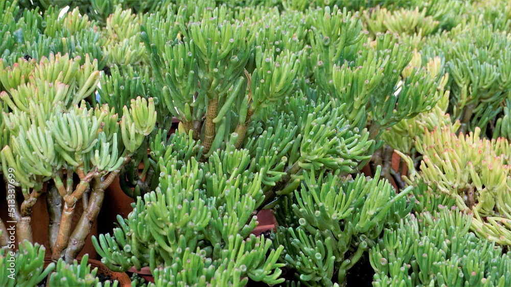 Beautiful Exotic Rare crassula ovata gollum Finger Jade Plant from a ...