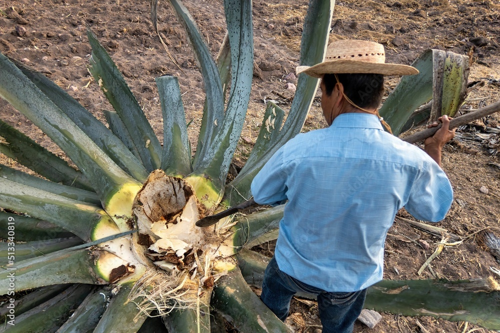 Maguey leaves green or ensiled and then chopped or cut used to feed ...