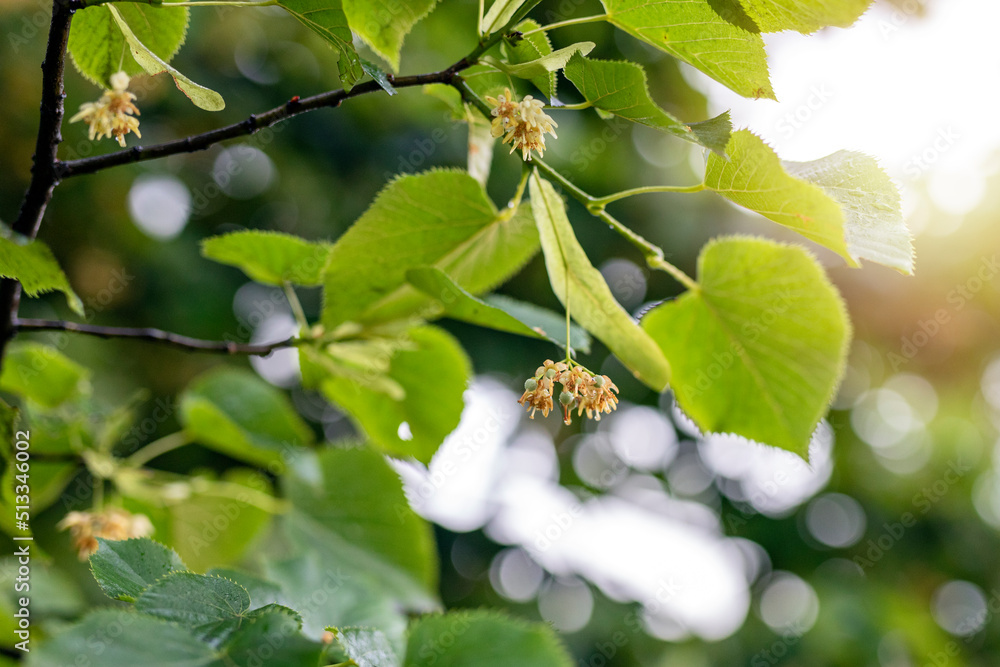 Close up view of linden of branch. The tree is known as linden for the ...