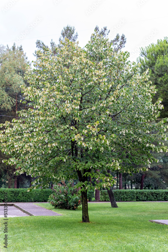 View of linden tree. The tree is known as linden for the European ...