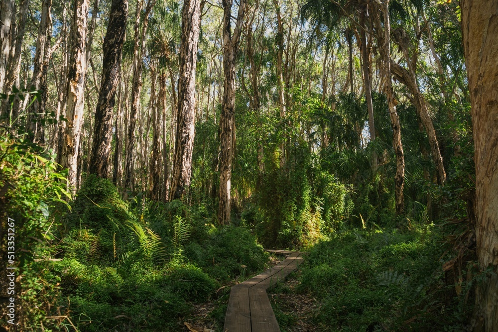 Beautiful shot of a boardwalk through a paperbark forest in Queensland ...