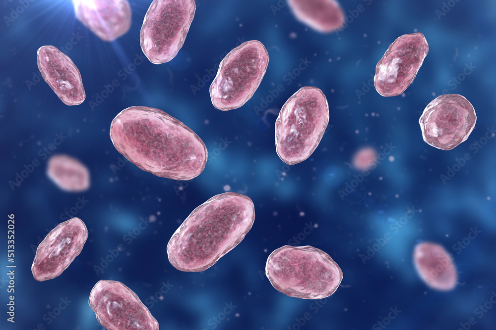 Yersinia enterocolitica bacteria, 3D illustration Stock Illustration ...