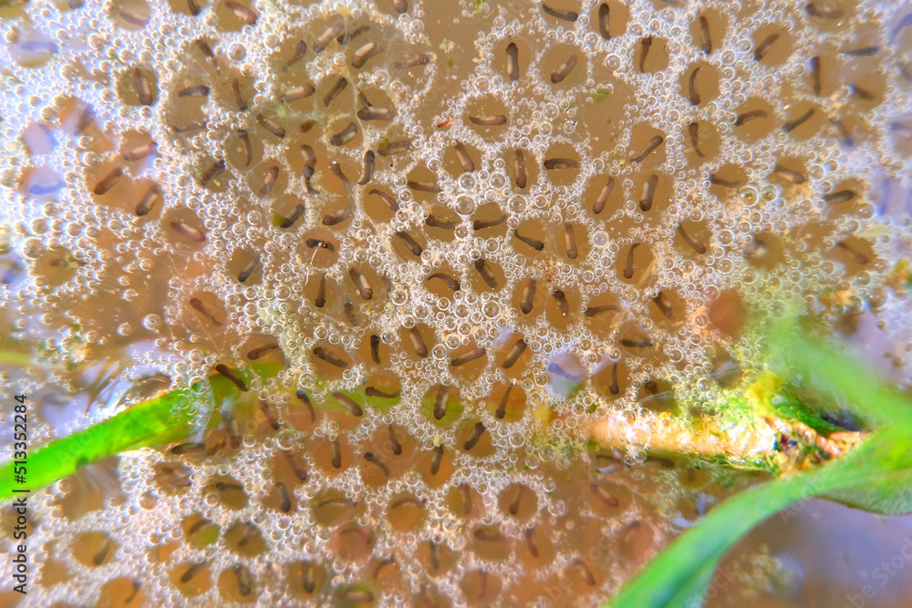 The frogspawn(larval stage) The baby frogs call tadpoles, tiny black ...