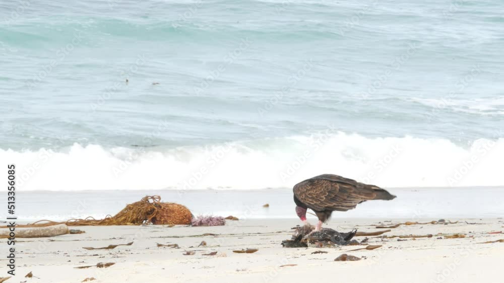 Wild turkey vulture eating dead animal corpse, ocean beach, Monterey ...