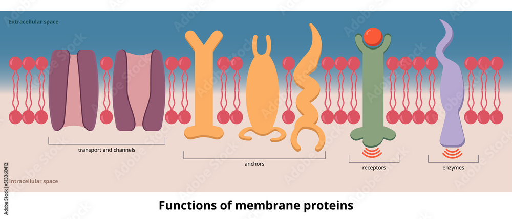 Functions of membrane proteins. Functions of protein visualization ...