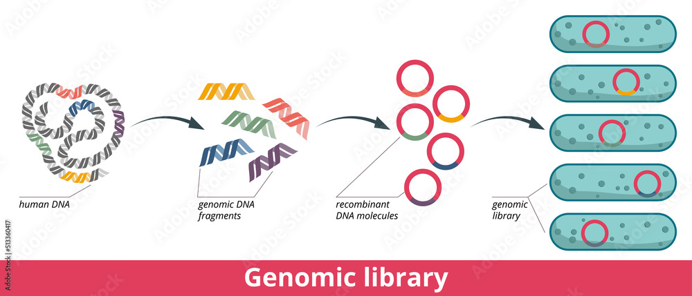 Genomic Library