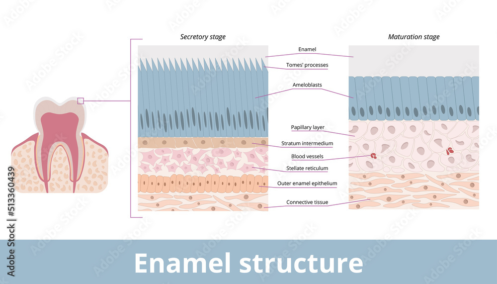 Enamel structure. Enamel structure of human tooth on secretory and ...