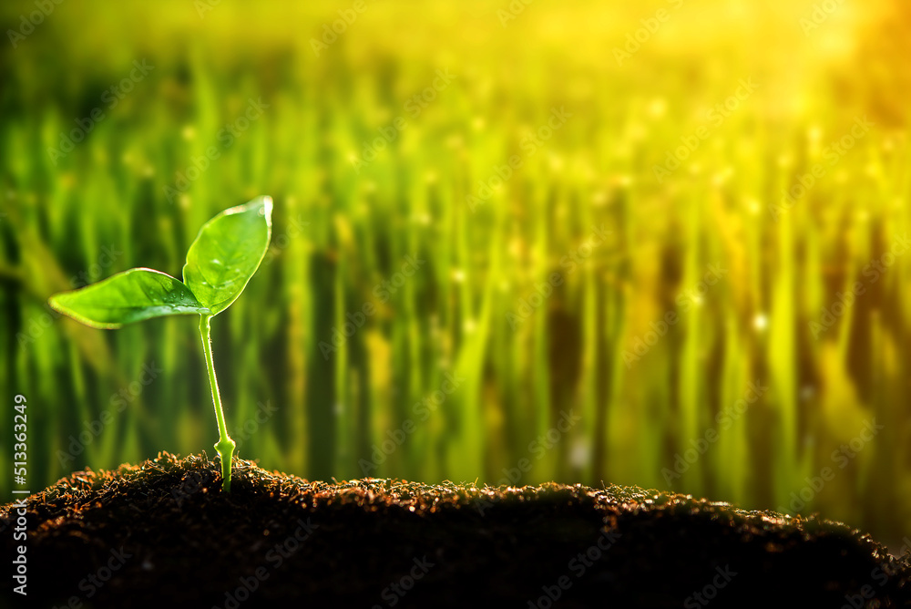 The Sapling are growing from the soil with sunlight and blur paddy rice ...