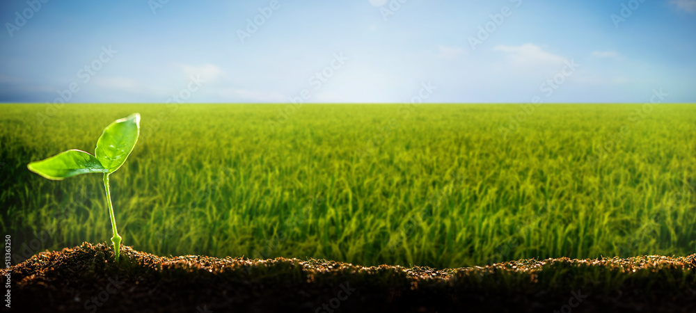 The Sapling are growing from the soil with sunlight and blur paddy rice ...