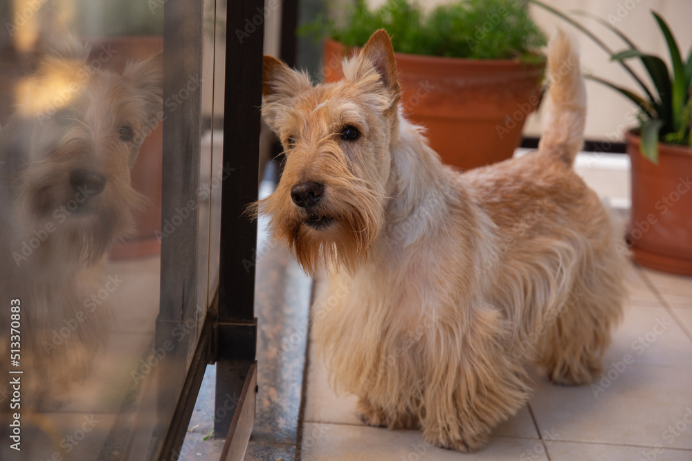 Scottish Terrier dog sits on the balcony of a high-rise city house ...