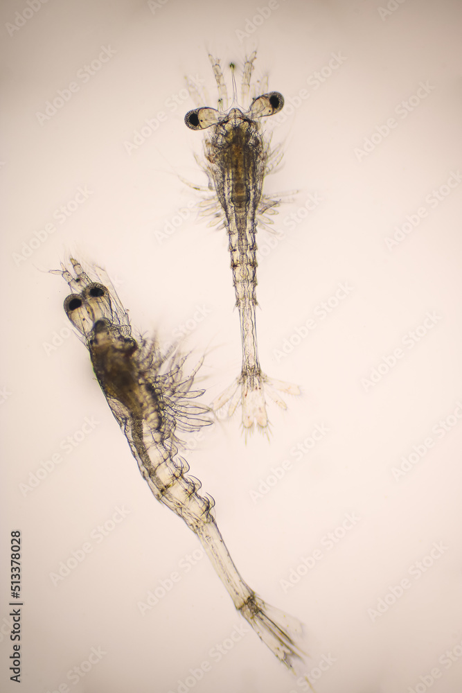 Closeup mysis stage of Vannamei shrimp in light microscope, Shrimp ...