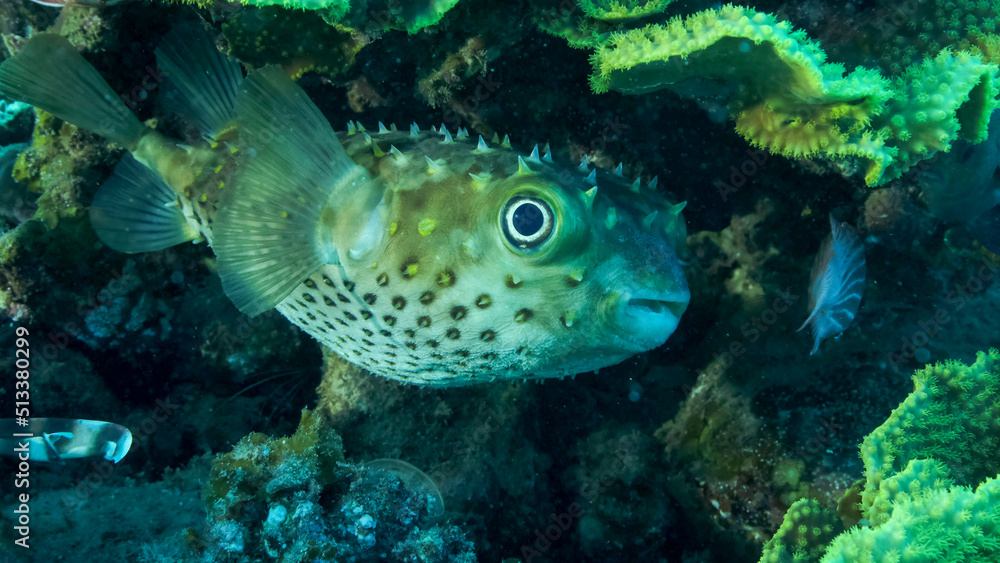 Porcupinefish is hiding under under Lettuce coral. Ajargo, Giant ...