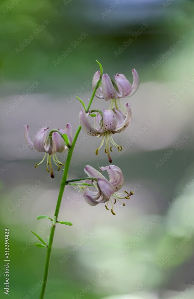 The golden-headed lily (Lilium martagon), also known as the golden ...