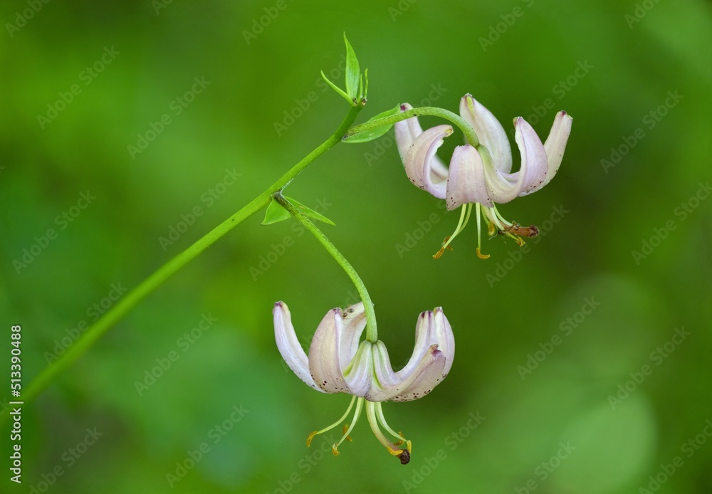 The golden-headed lily (Lilium martagon), also known as the golden ...