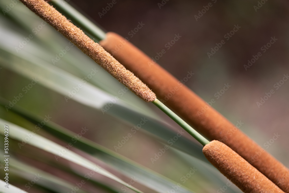 Typha plants flowering in early summer (most parts of the plant are ...