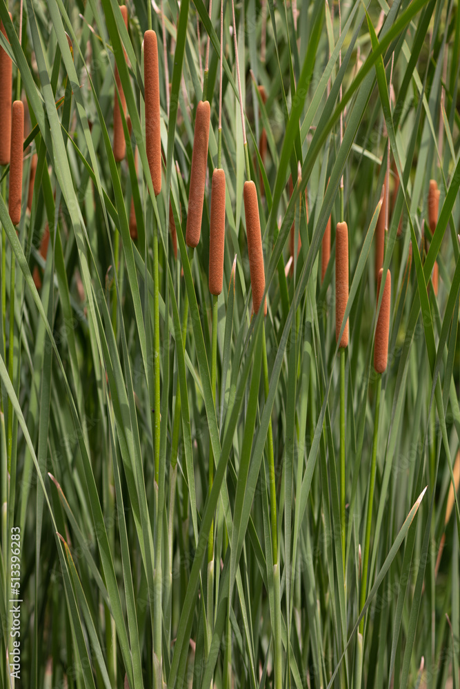 Typha plants flowering in early summer (most parts of the plant are ...