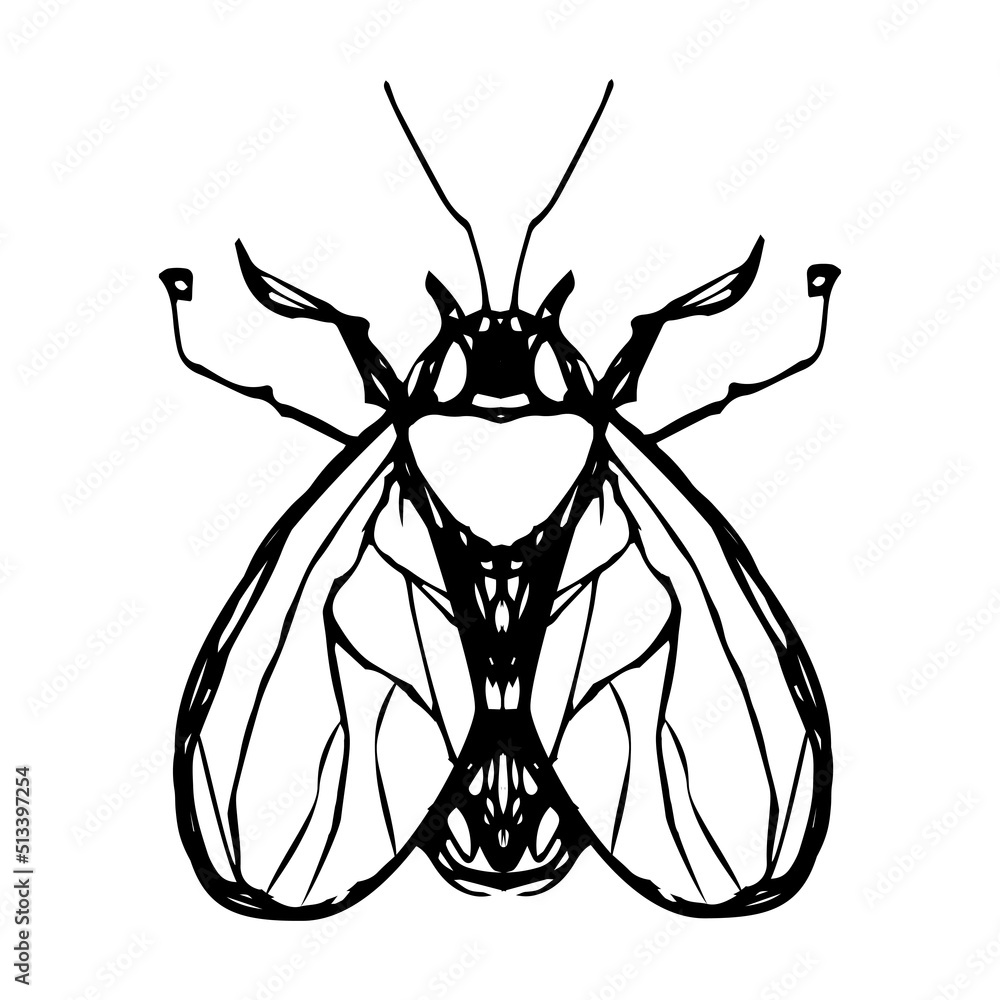 Insect illustration, drawing, engraving, ink, line art, vector Stock ...