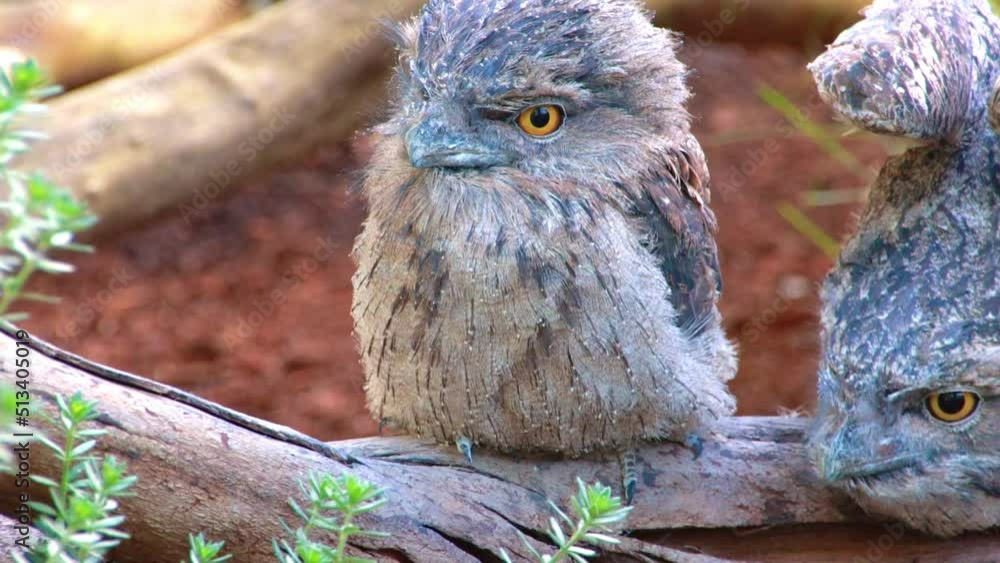 Beautiful Tawny Frogmouth Bird with large yellow eyes standing on ...