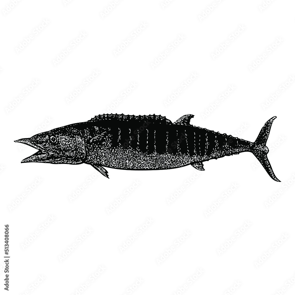 wahoo fish hand drawing vector illustration isolated on background ...