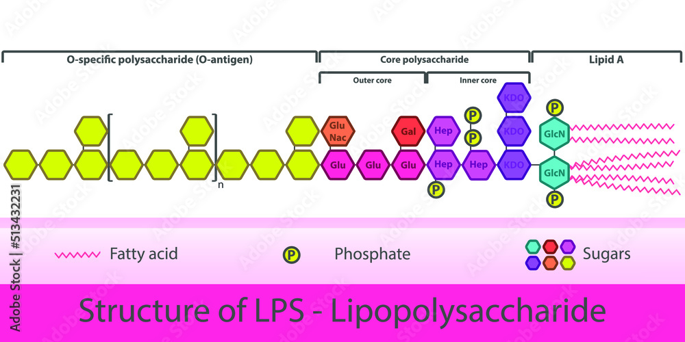 Diagram of LPS strcuture - schematic illustration of Lipopolysaccharide ...