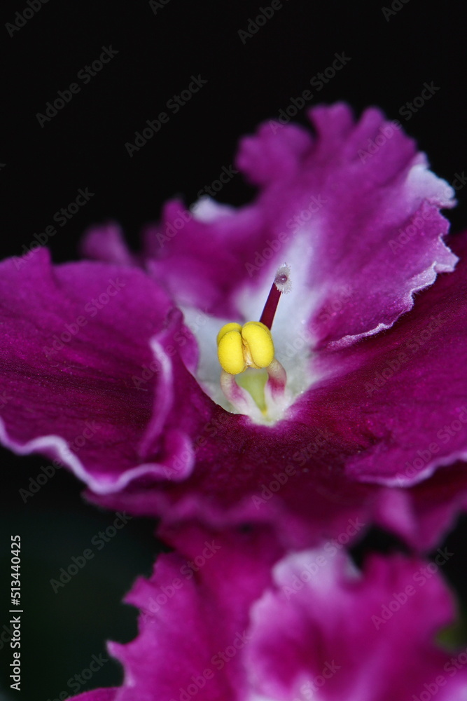 Violet Saintpaulias flowers commonly known as African violets Parma ...