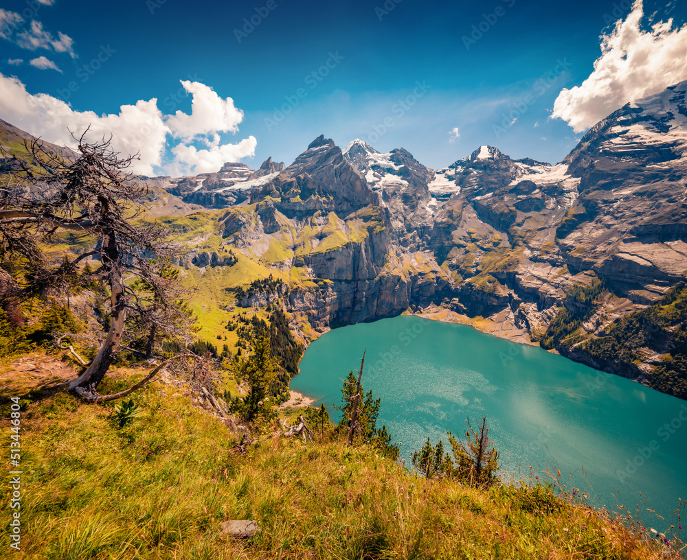 Dry fir tree on the shore of Oeschinensee Lake. Aerial summer view of ...